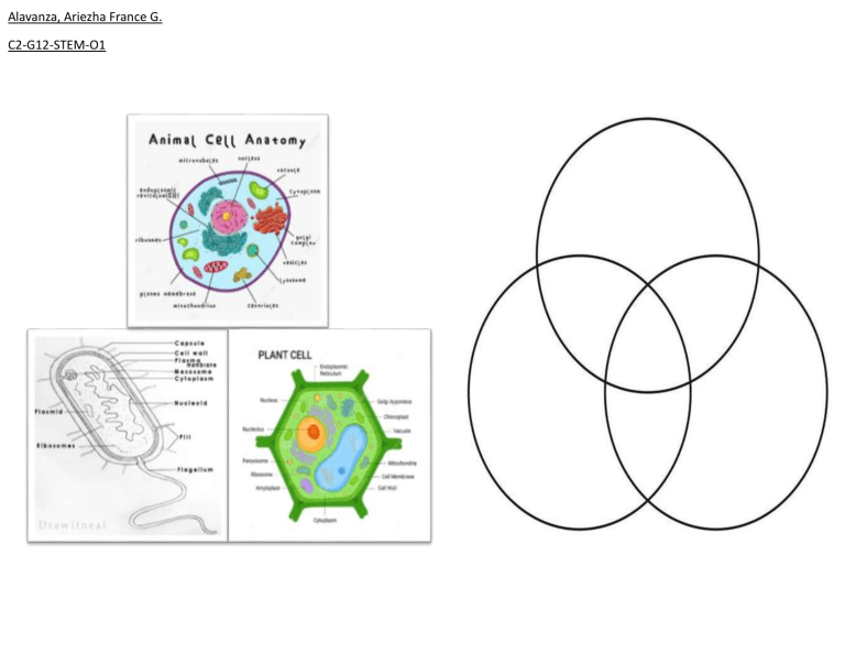Cell Biology Worksheet: Animal, Plant, and Bacterial Cell Comparison