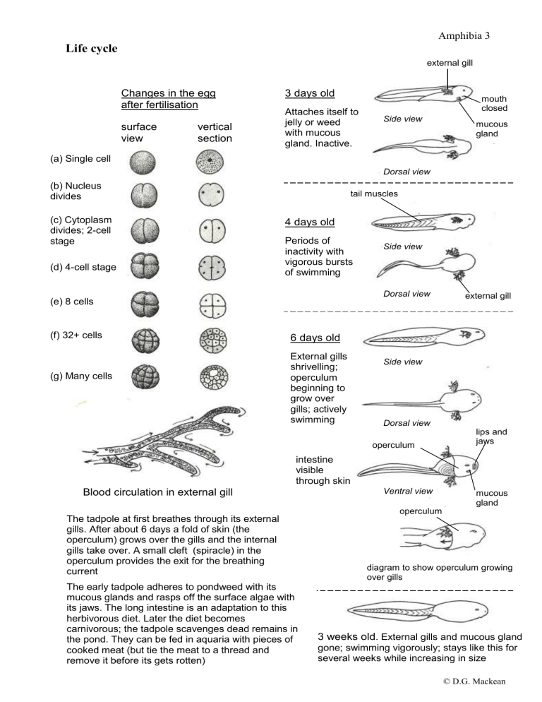 Amphibian Life Cycle: Egg to Tadpole Development & Anatomy