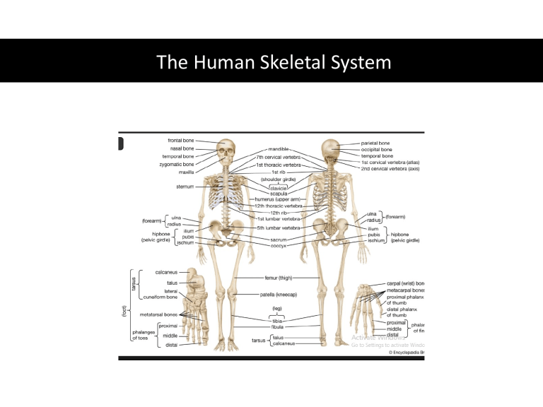 The Human Skeletal System: Anatomy, Functions, Bones & Joints
