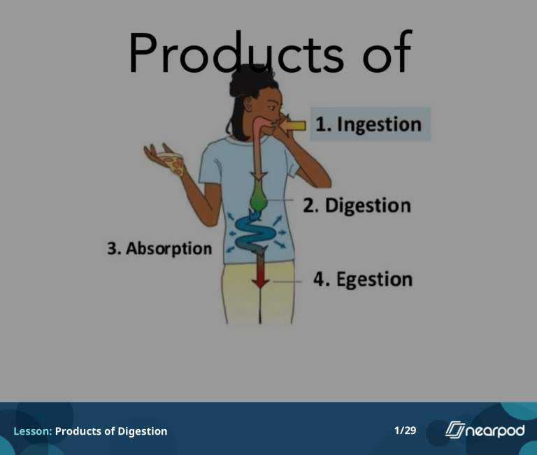 Products of Digestion Lesson: Absorption, Nutrients & Digestive System