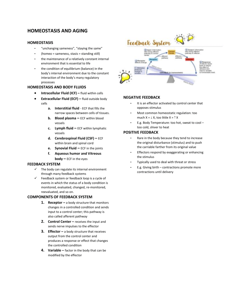 Homeostasis and Aging: Body Fluids, Feedback Systems, Physiology