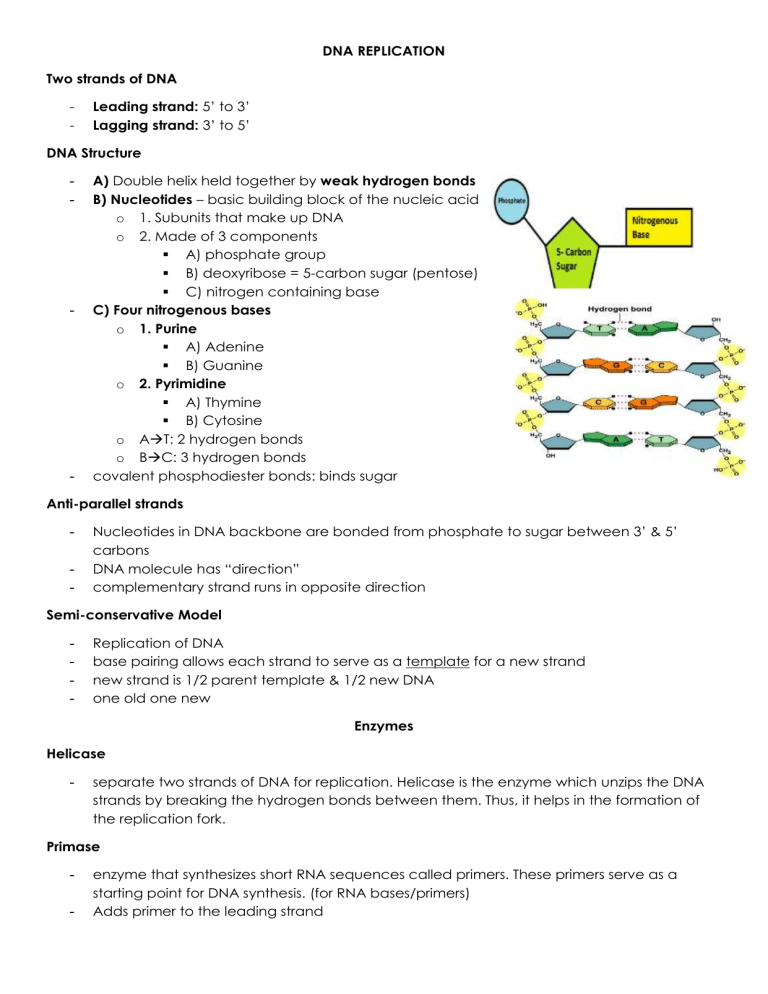 DNA Replication: Structure, Enzymes, and Process Explained