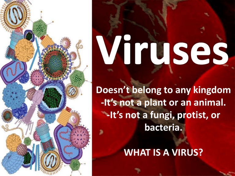 Viruses: Structure, Replication, Types, and Characteristics