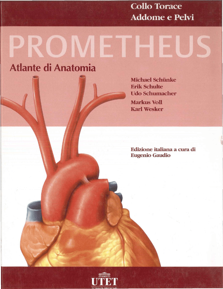 Prometheus Anatomy Atlas: Human Anatomy for Medical Students ...