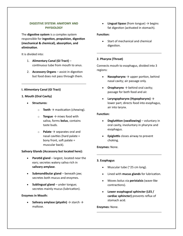 Digestive System: Anatomy, Physiology, and Digestion Process