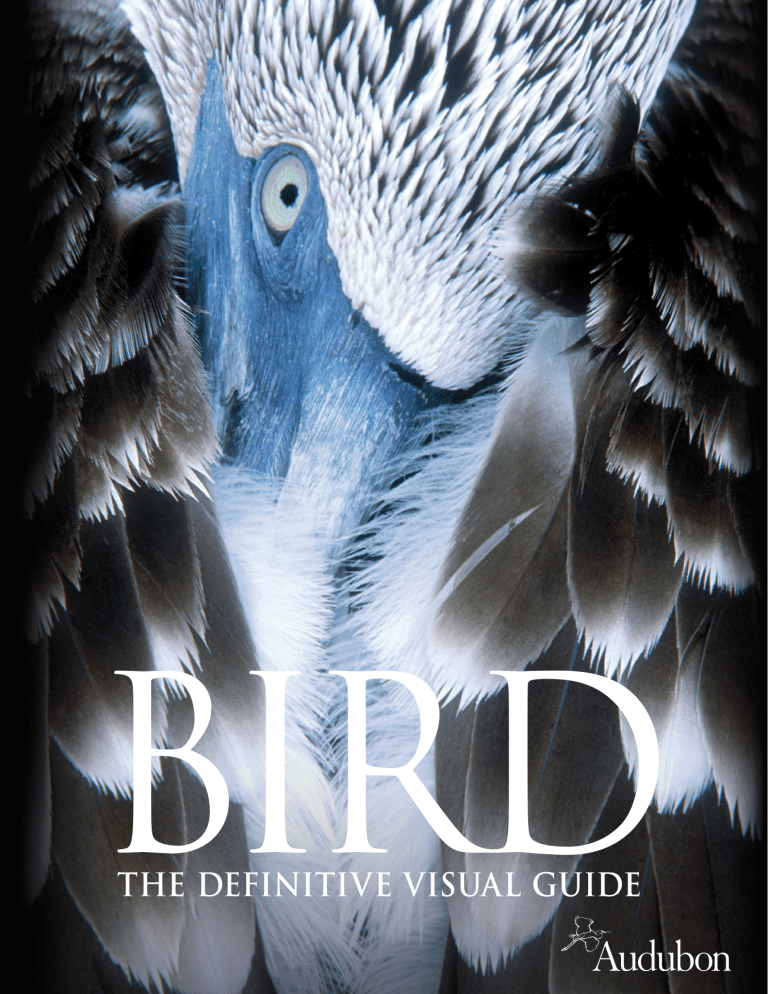 Bird: The Definitive Visual Guide | Anatomy, Habitats & Species
