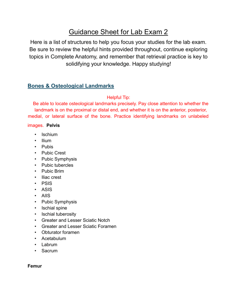 Lab Exam 2 Study Guide: Lower Extremity Anatomy Structures