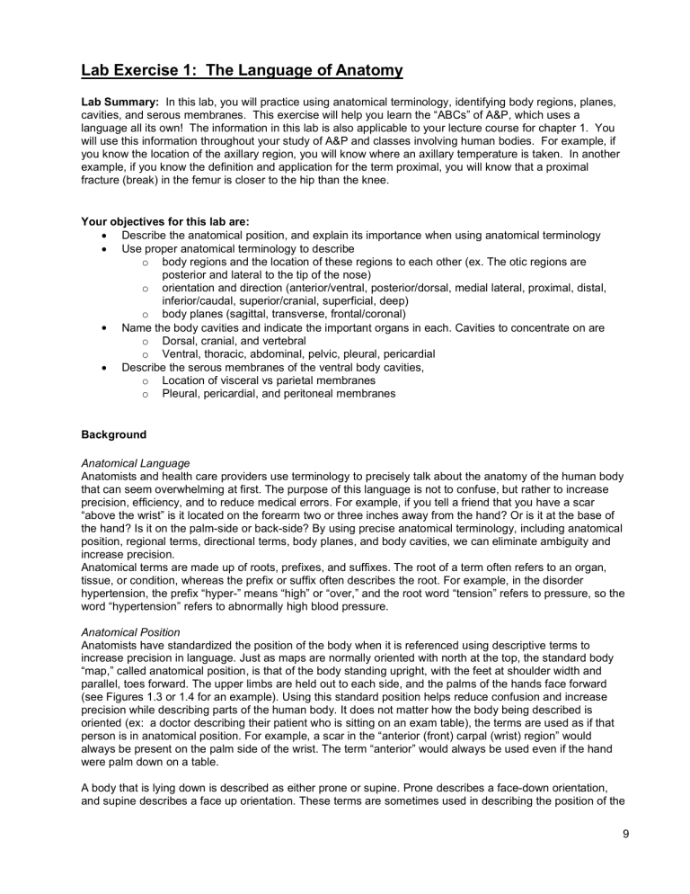Anatomy Lab Exercise 1: Language of Anatomy & Body Regions