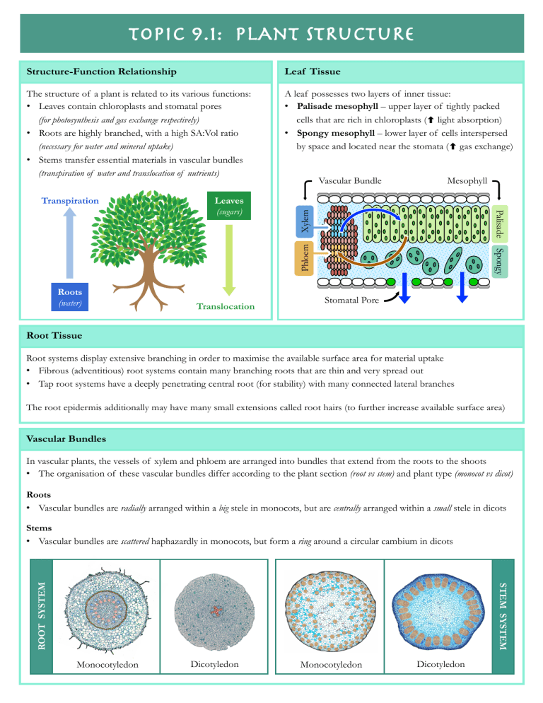Plant Structure: Leaf, Root Tissue & Vascular Bundles Explained
