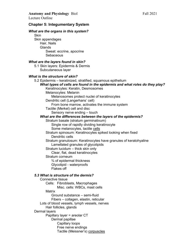 Anatomy & Physiology: Integumentary System Lecture Outline