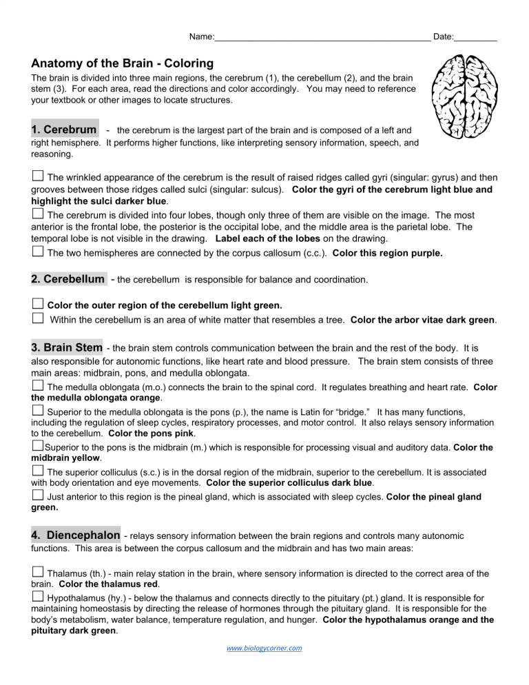Anatomy of the Brain Coloring Worksheet | Functions & Lobes