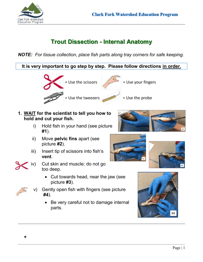 Trout Dissection Guide: Internal Anatomy