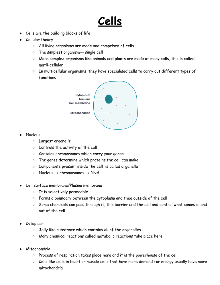 Cells: Structure, Organelles, and Types - Biology Study Notes
