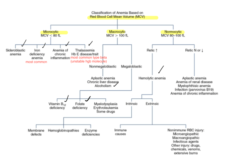 Classification of Anemia by MCV: Microcytic, Macrocytic, Normocytic
