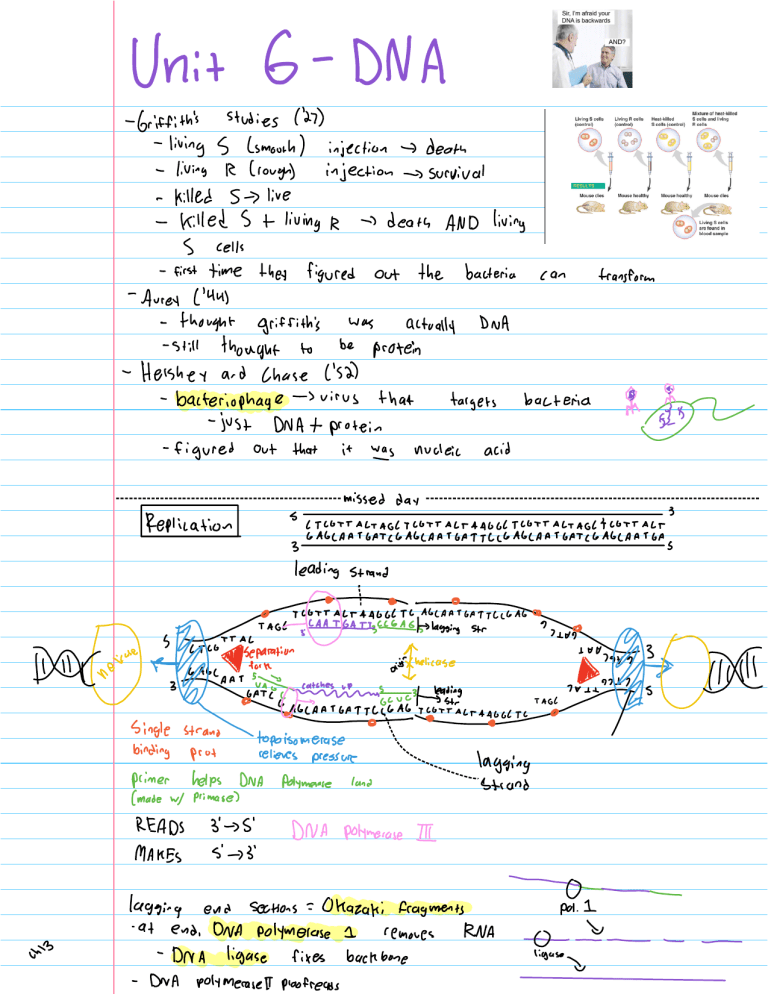 DNA Unit 6: Replication, Gene Expression, Regulation & Biotech Notes