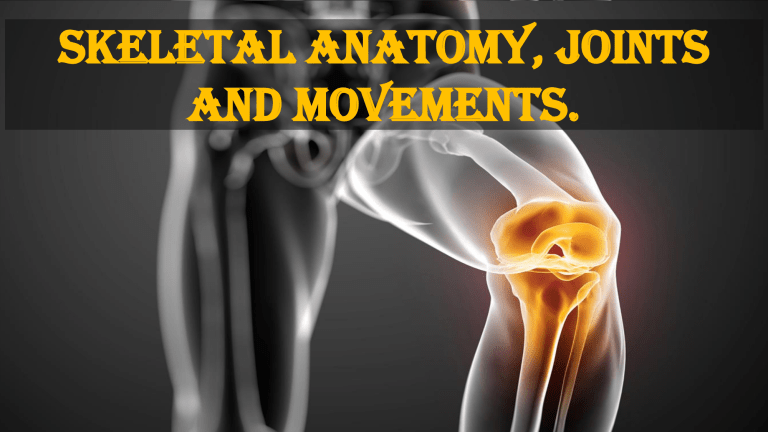 Skeletal Anatomy, Joints & Movements Presentation