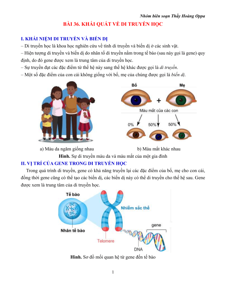 Genetics Overview: Heredity, Variation, and Genes Study Guide