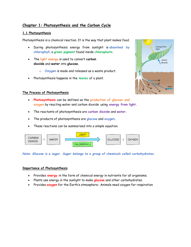Photosynthesis & Carbon Cycle: Plant Biology & Experiments Guide
