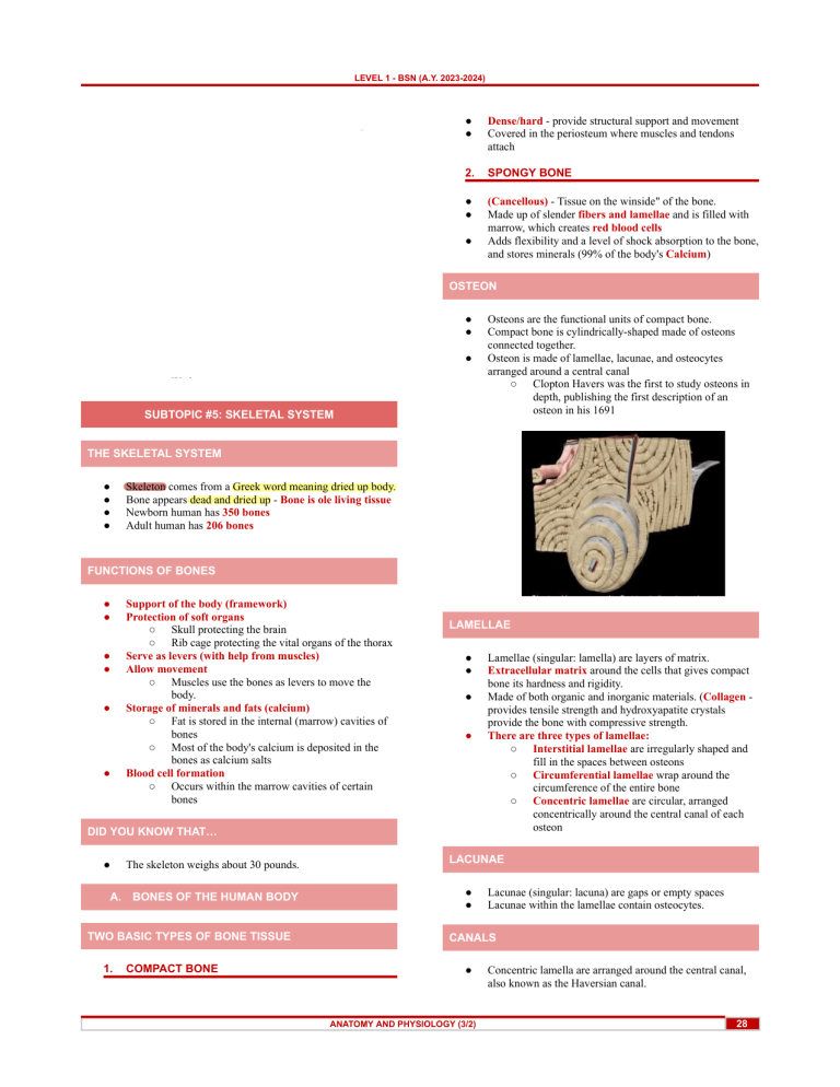 Skeletal System Anatomy & Physiology: Bone Structure & Growth (BSN)