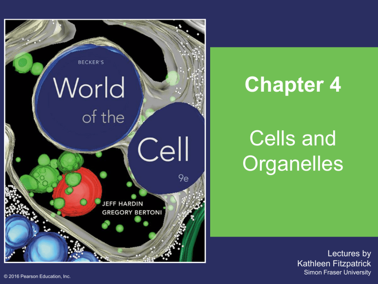 Cells and Organelles: Cell Biology Presentation