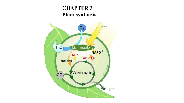 Photosynthesis: Light Reactions, Calvin Cycle, and Chloroplast Structure