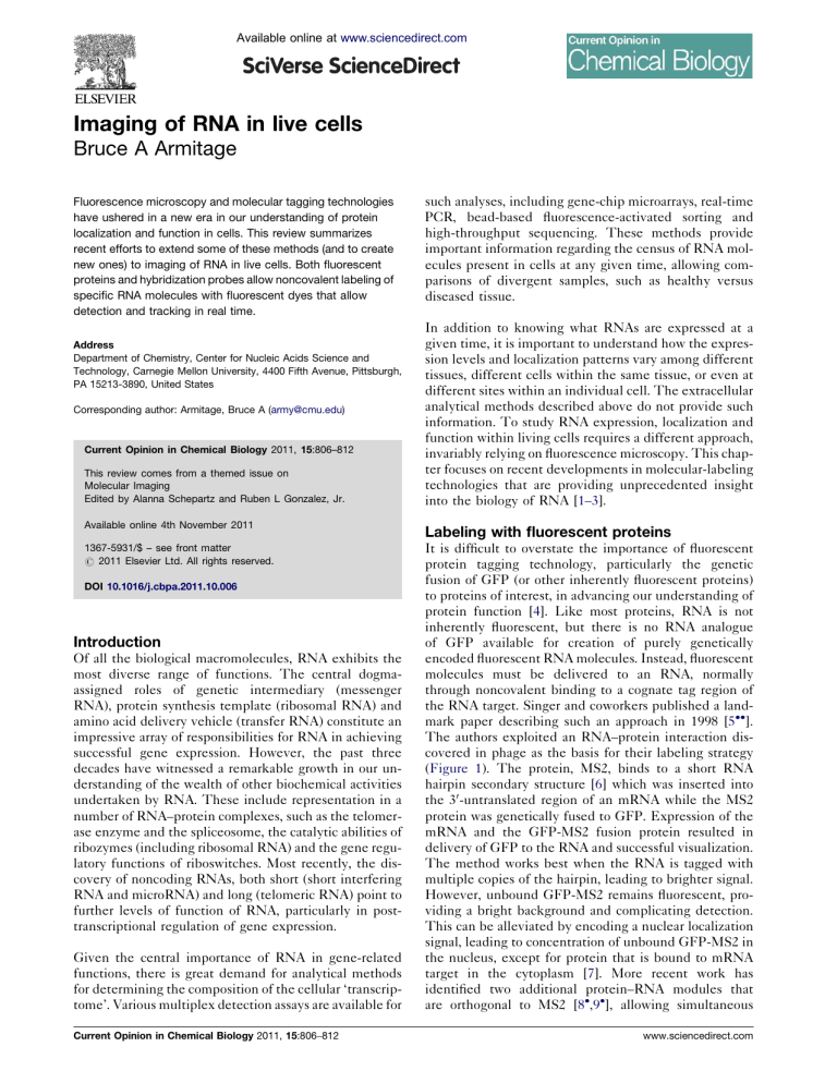Imaging RNA in Live Cells: Fluorescence Microscopy & Molecular Tagging