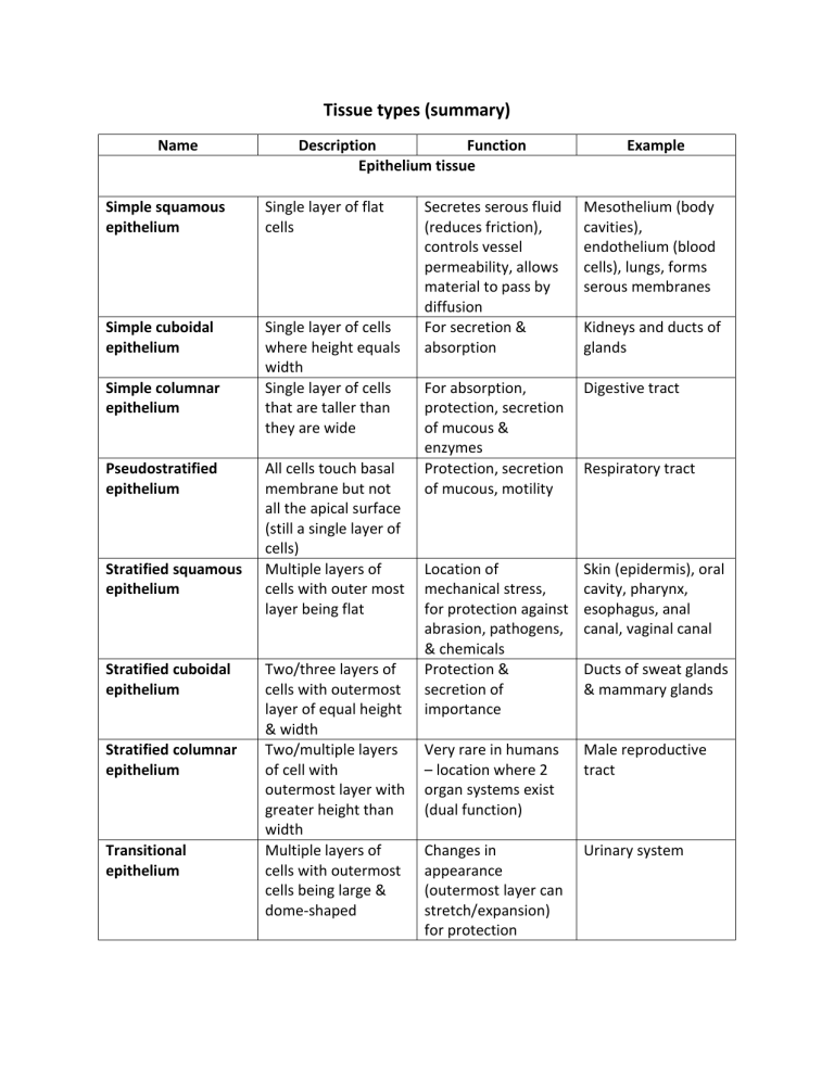 Tissue Types Summary: Epithelium, Connective, Muscle, Nervous