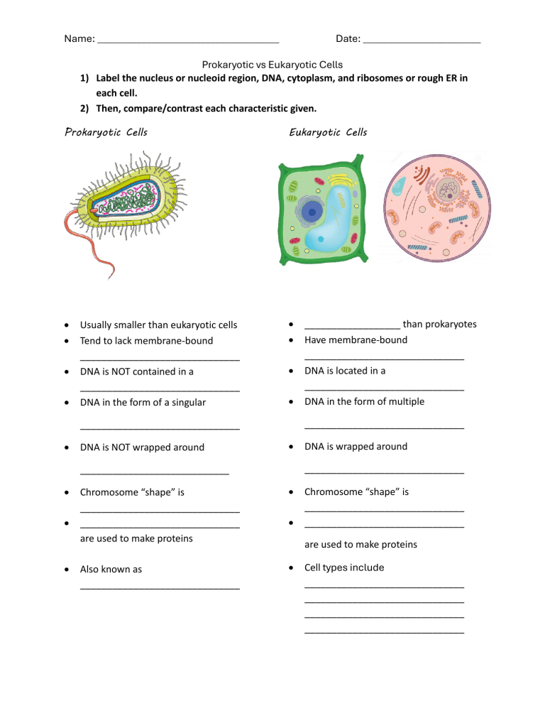 Prokaryotic vs Eukaryotic Cells Worksheet | Biology Comparison