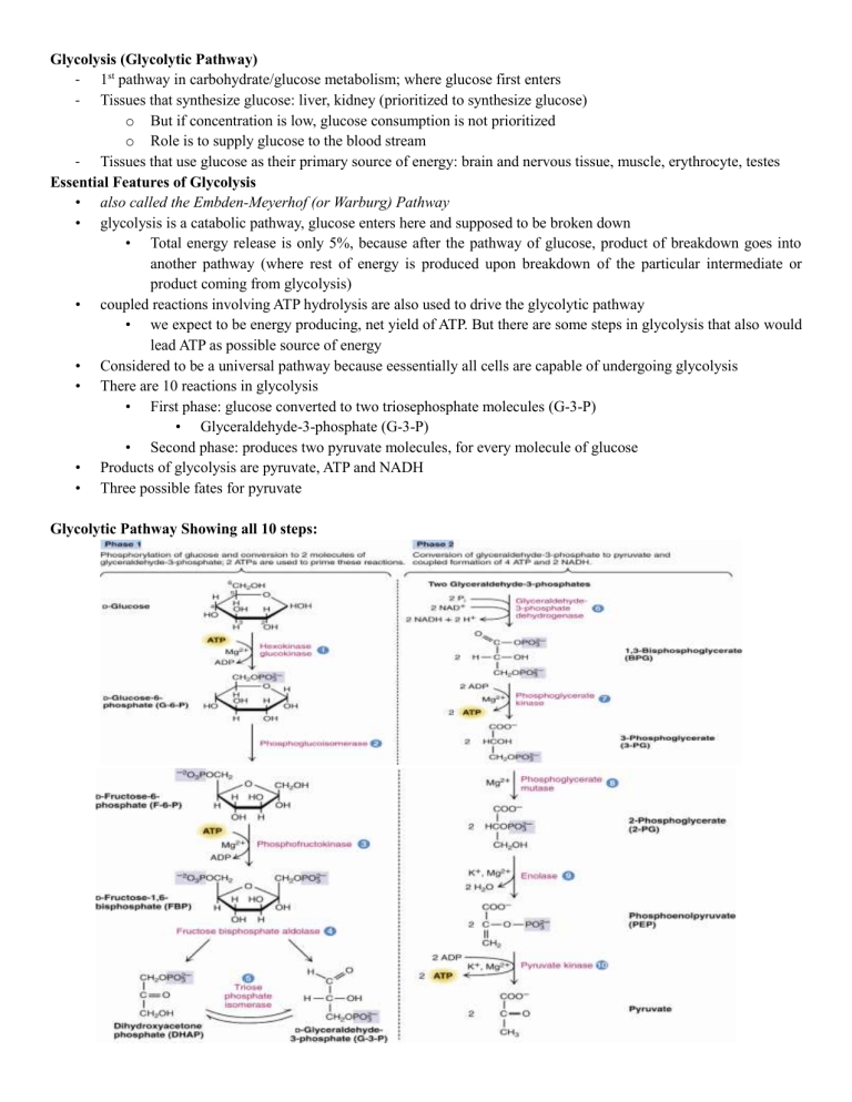 Glycolysis Pathway: Steps, Regulation, ATP, NADH & Pyruvate Fates