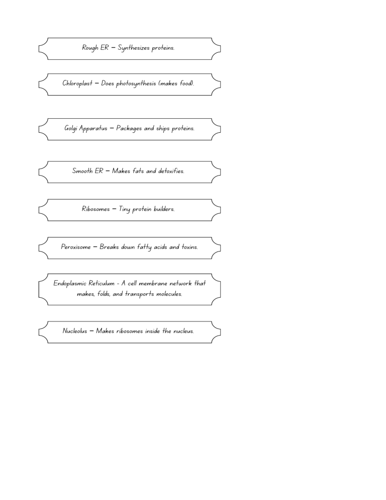 Cell Organelles and Functions Worksheet
