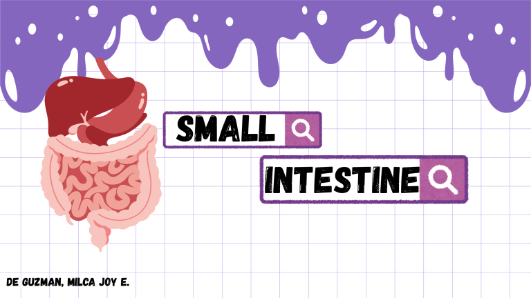 Small Intestine: Anatomy, Function & Parts | Presentation