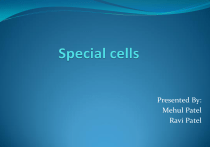 Special Cells in VLSI Design: Decap, Tap, End Cap, Filler