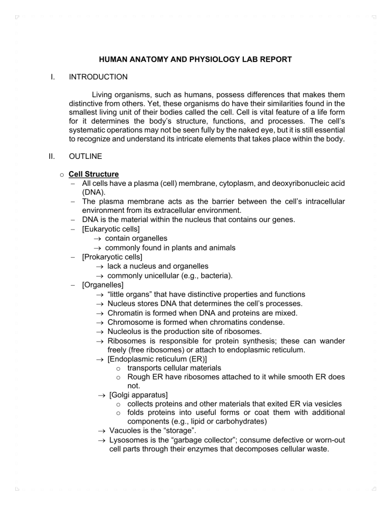 Human Anatomy & Physiology Lab Report: Cell Structure & Division