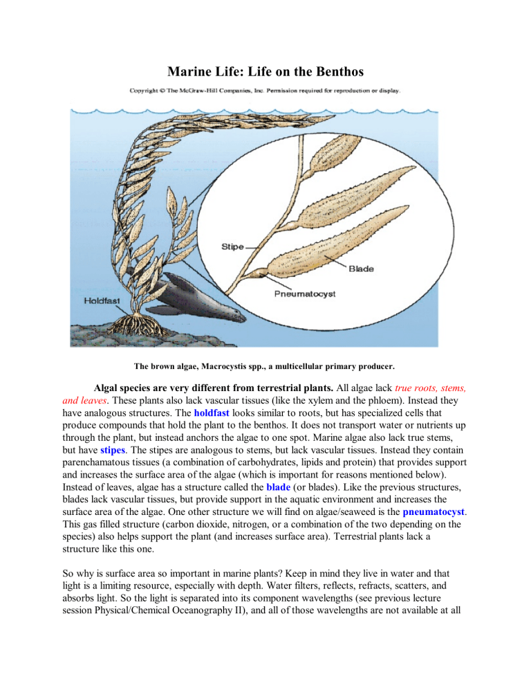 Marine Algae & Benthos Life: Biology Lecture Notes