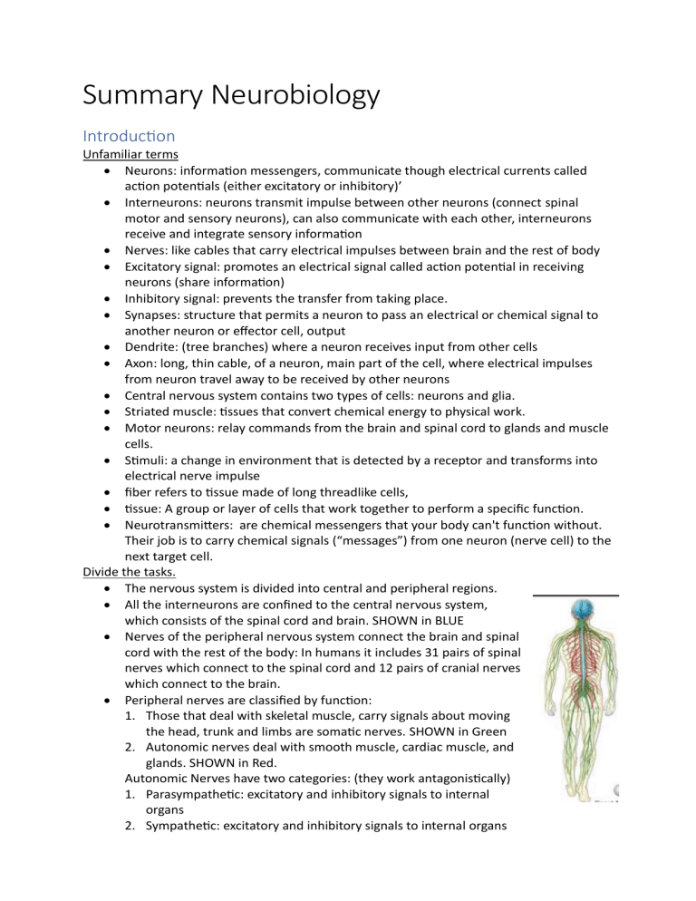 Neurobiology Summary: Neurons, Signals, and the Nervous System