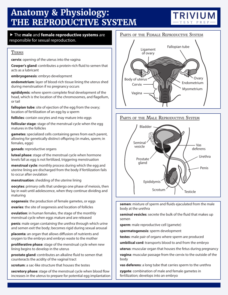 Reproductive System Anatomy & Physiology Study Guide