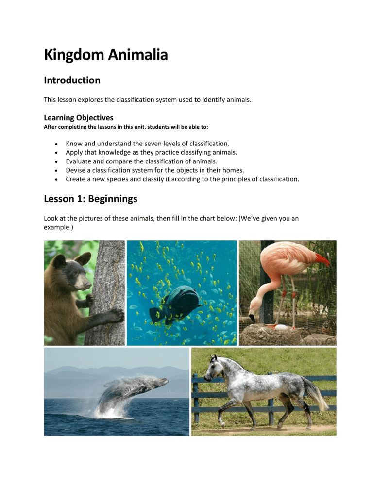 Animal Classification: Kingdom Animalia Lesson Plan