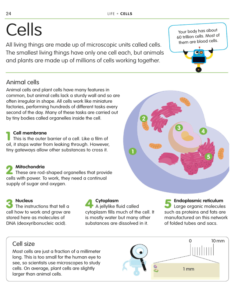 Cells: Animal & Plant Structures, Organelles, Tissues & Organs