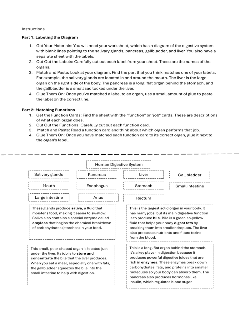 Human Digestive System Worksheet: Labeling & Organ Functions