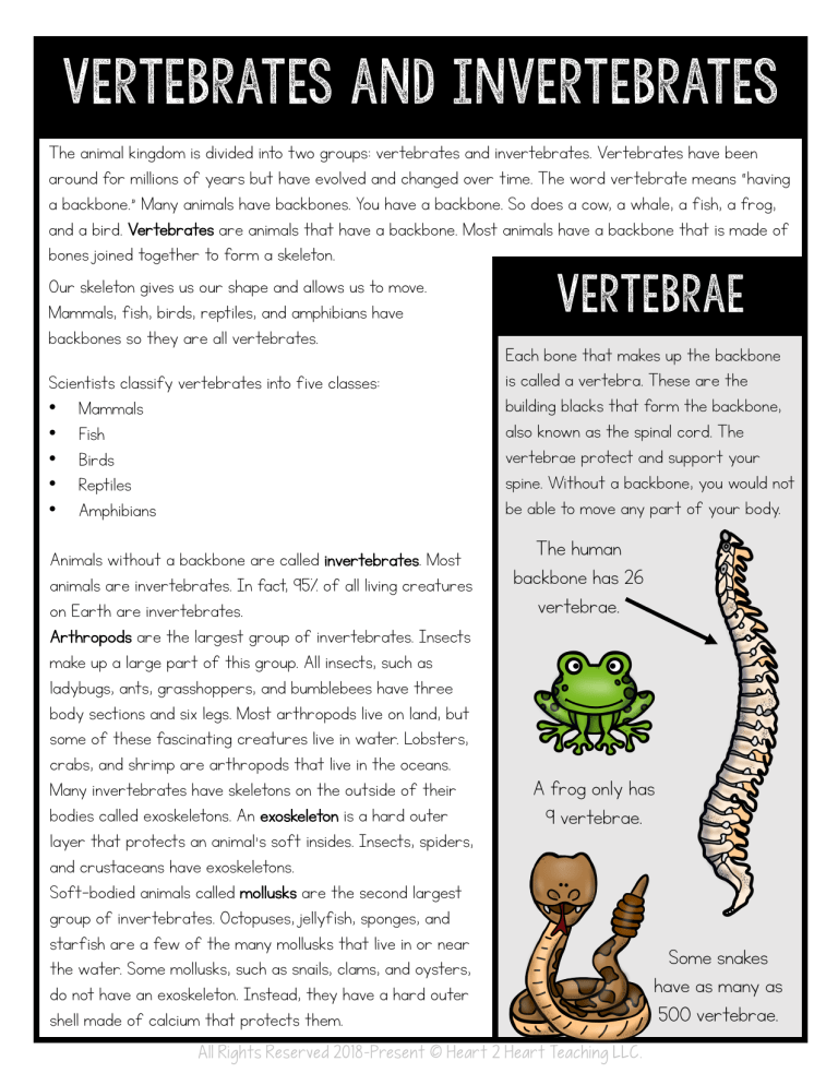 Vertebrates & Invertebrates: Animal Classification & Anatomy