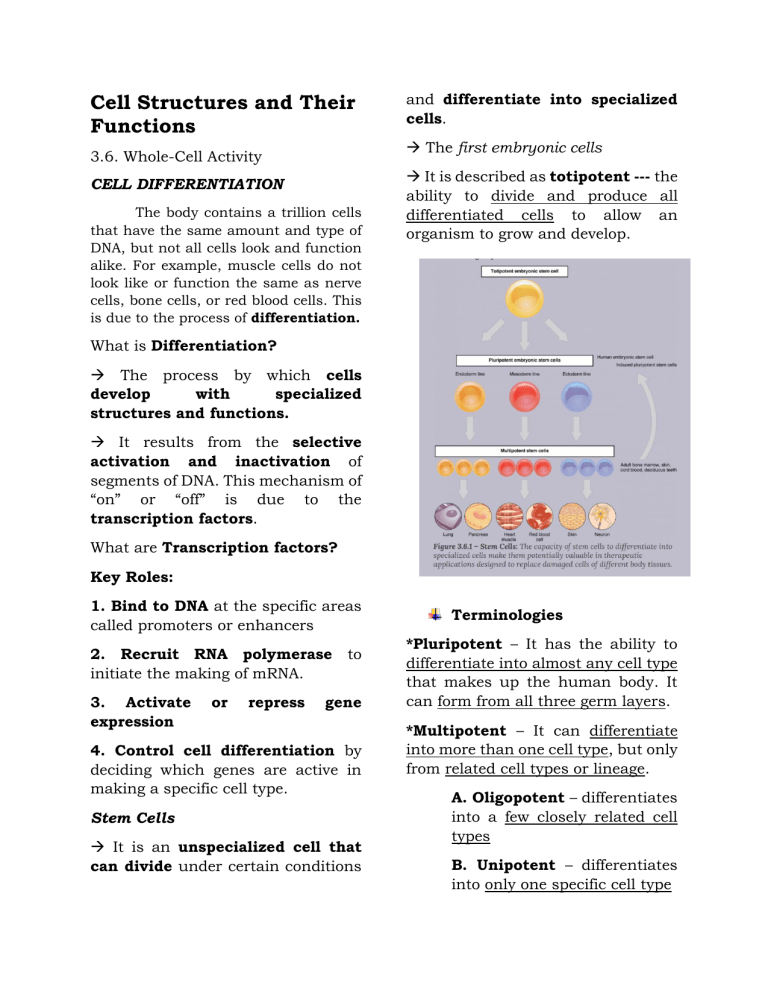 Cell Differentiation: Stem Cells, Transcription Factors & Functions