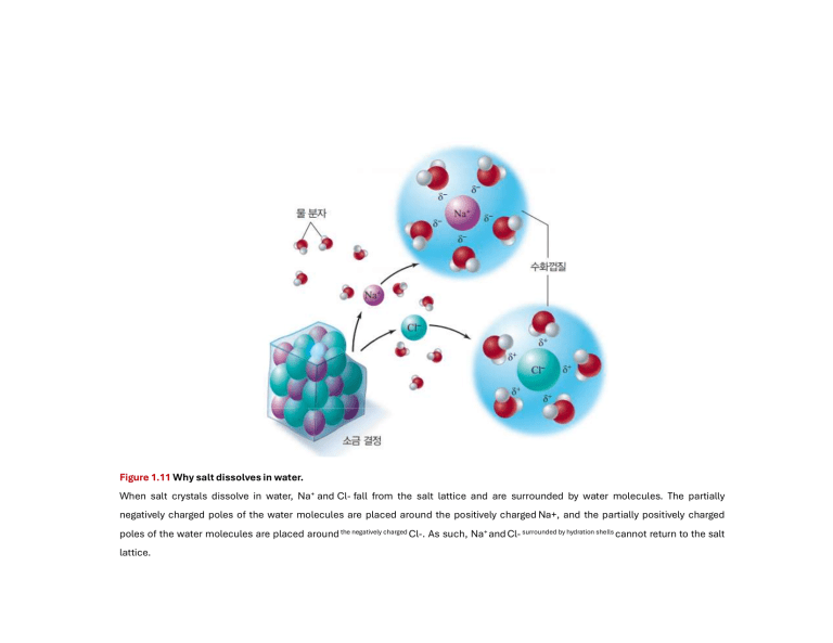 Water Properties, Acids, Bases & Biological Macromolecules Explained