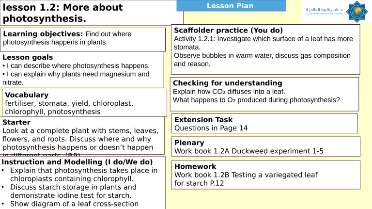 Photosynthesis Lesson Plan: Where it Happens & Plant Needs
