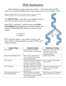 DNA Base Pairing Worksheet: Practice & Review