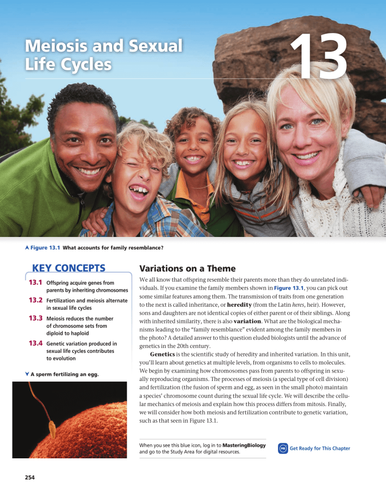 Meiosis and Sexual Life Cycles: Genes, Inheritance & Variation