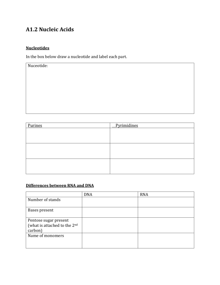 Nucleic Acids Worksheet: DNA, RNA, Nucleotides & Replication