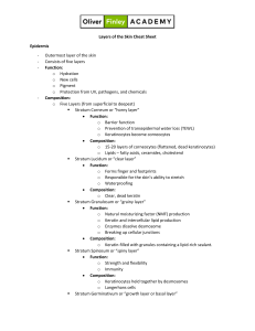 Skin Anatomy Worksheet: Integumentary System Practice