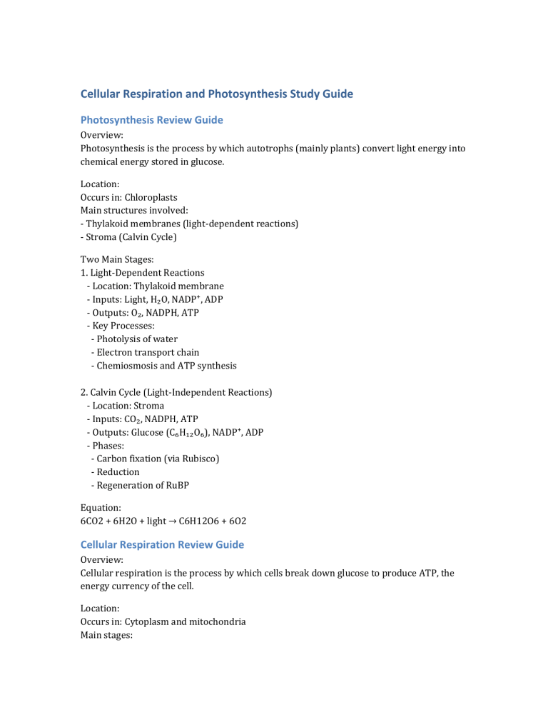 Photosynthesis & Cellular Respiration Study Guide