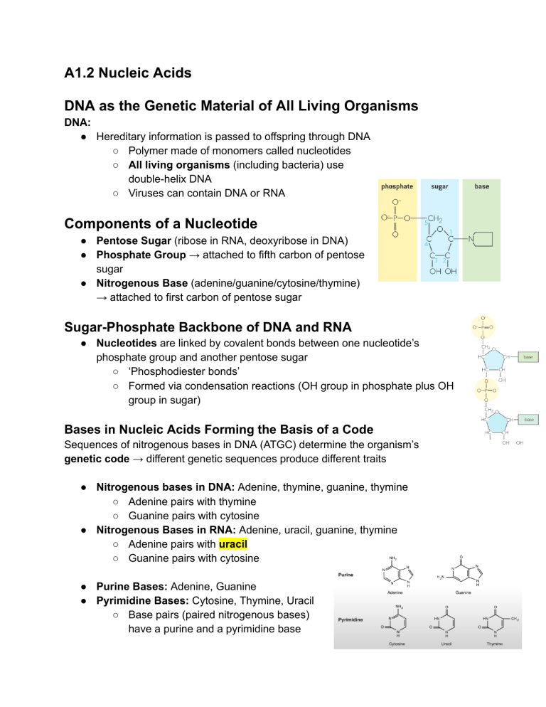 Nucleic Acids: DNA & RNA Structure, Function, & Genetic Code