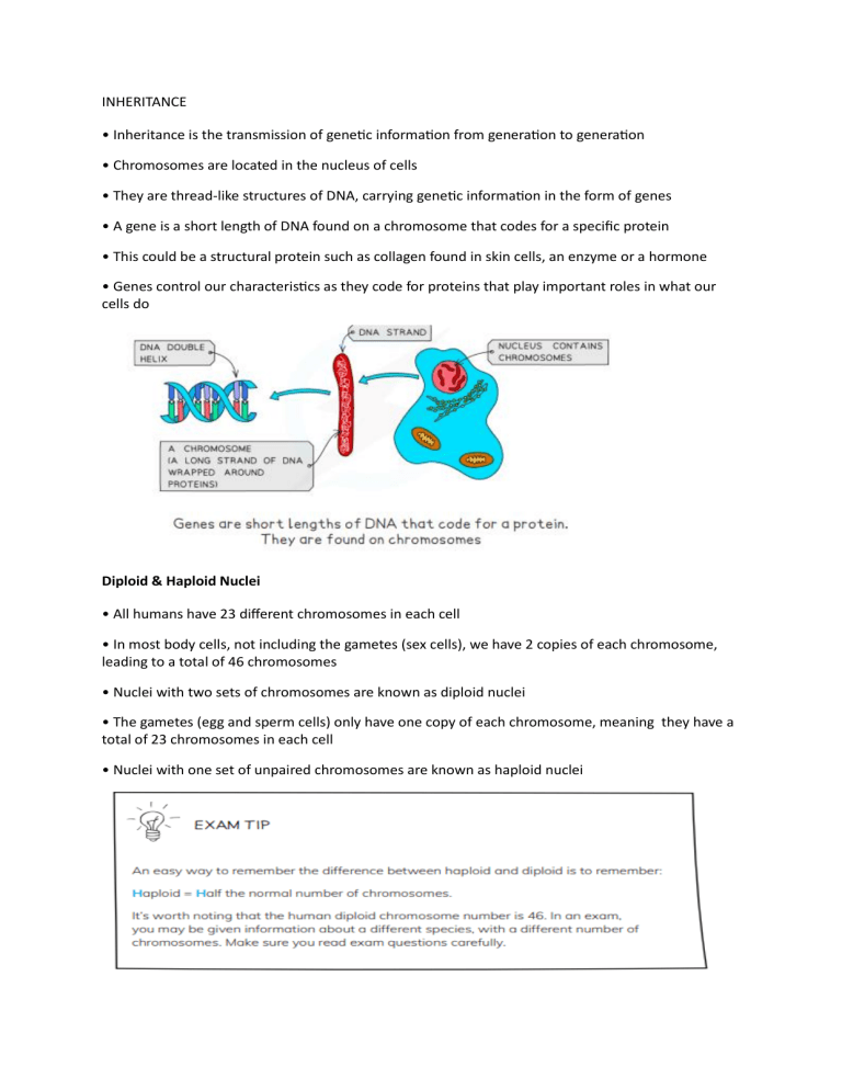 Genetics & Cell Division: Inheritance, Mitosis, Meiosis, Protein Synthesis